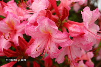 Buy Azalea 'Candy Lights’ Pink Flowers Deciduous Azalea — Mr Maple ...