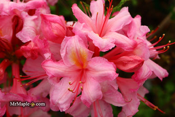 Buy Azalea 'Candy Lights’ Pink Flowers Deciduous Azalea — Mr Maple ...
