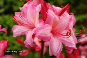 Buy Azalea 'Candy Lights’ Pink Flowers Deciduous Azalea — Mr Maple ...
