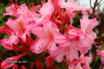 Buy Azalea 'Candy Lights’ Pink Flowers Deciduous Azalea — Mr Maple ...