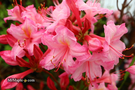 Buy Azalea 'Candy Lights’ Pink Flowers Deciduous Azalea — Mr Maple ...