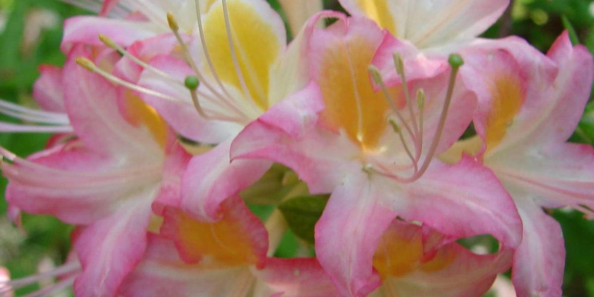 Buy Azalea 'Candy Stripe’ Oconee Native Azalea — Mr Maple │ Buy ...