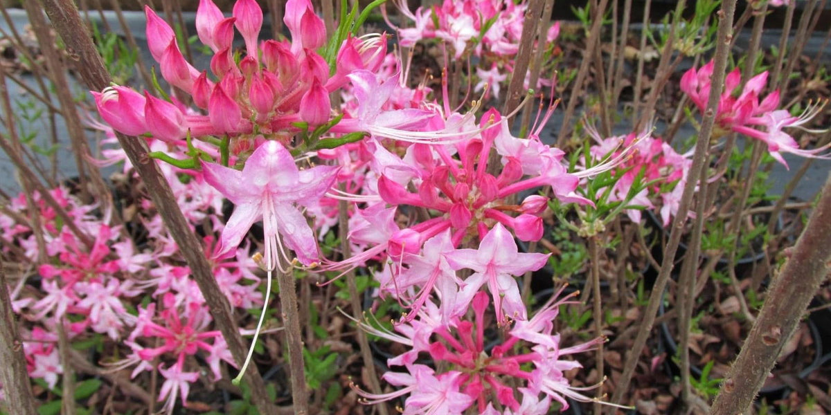Azalea 'Candy Striper' Native Piedmont Azalea — Mr Maple │ Buy Japanese ...