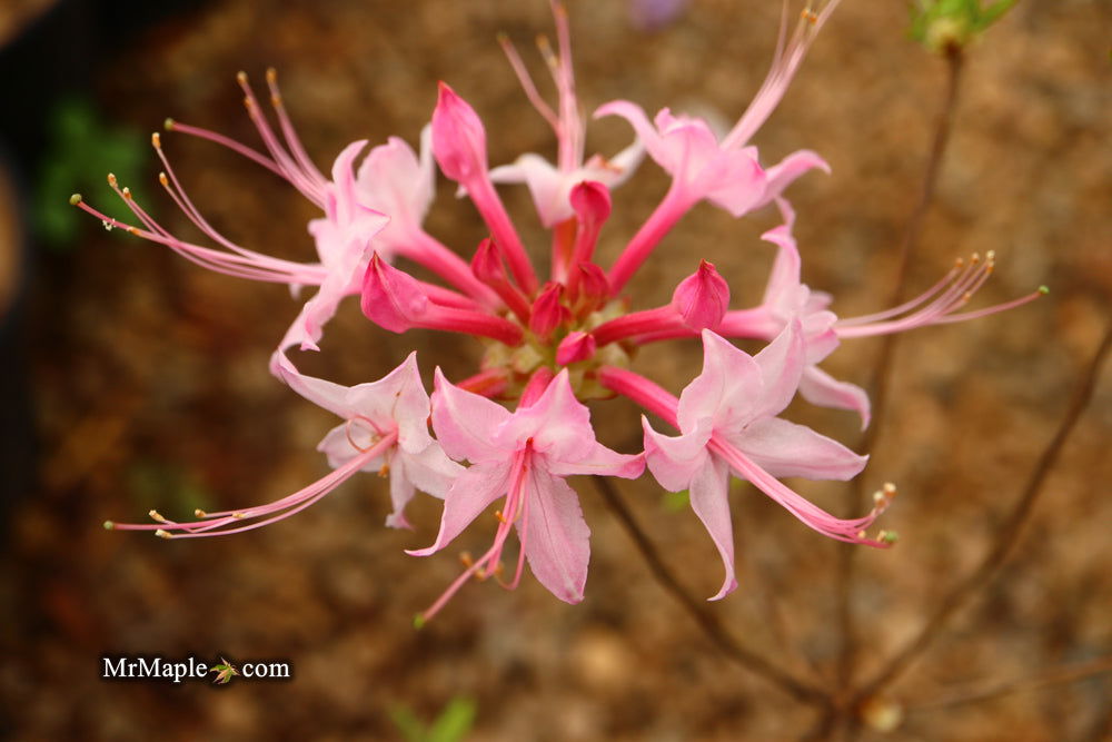 Azalea 'Candy Striper' Native Piedmont Azalea — Mr Maple │ Buy Japanese ...