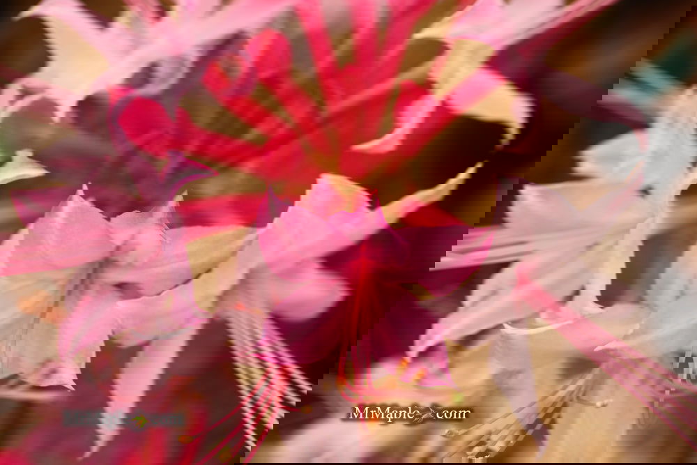 Azalea 'Candy Striper' Native Piedmont Azalea — Mr Maple │ Buy Japanese ...