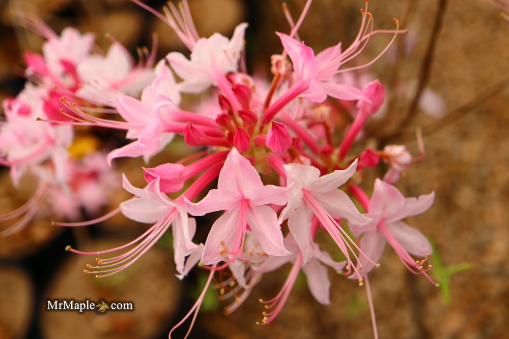 Azalea 'Candy Striper' Native Piedmont Azalea — Mr Maple │ Buy Japanese ...