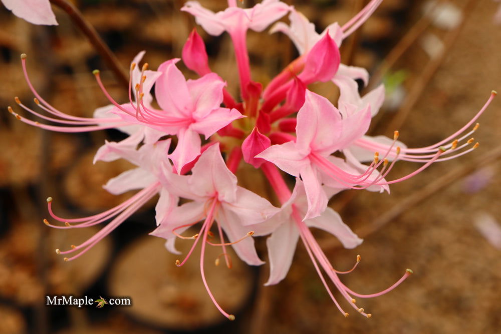 Azalea 'Candy Striper' Native Piedmont Azalea — Mr Maple │ Buy Japanese ...