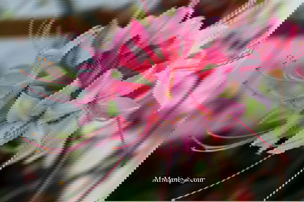 Azalea 'Candy Striper' Native Piedmont Azalea — Mr Maple │ Buy Japanese ...