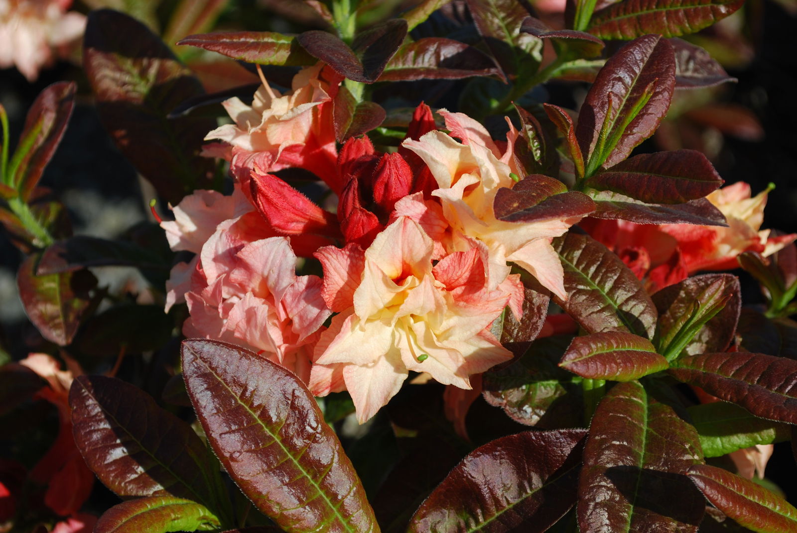 Azalea 'Cannon's Double' Deciduous Azalea — Mr Maple │ Buy Japanese ...
