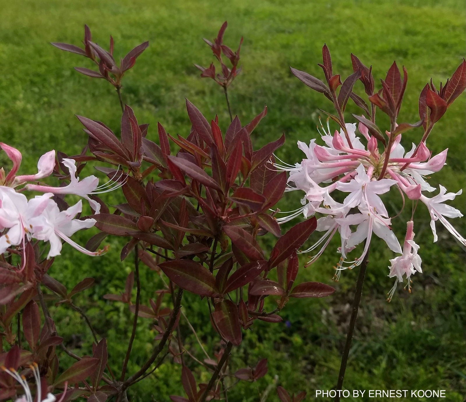 Buy Azalea 'Chocolate Drop’ Pink Flowering Deciduous Mountain Azalea ...
