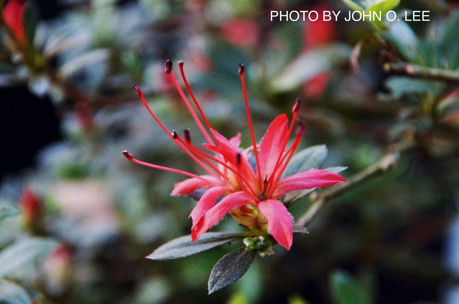 Buy Azalea 'Chojuho’ Red Flowering Satsuki Azalea — Mr Maple │ Buy ...