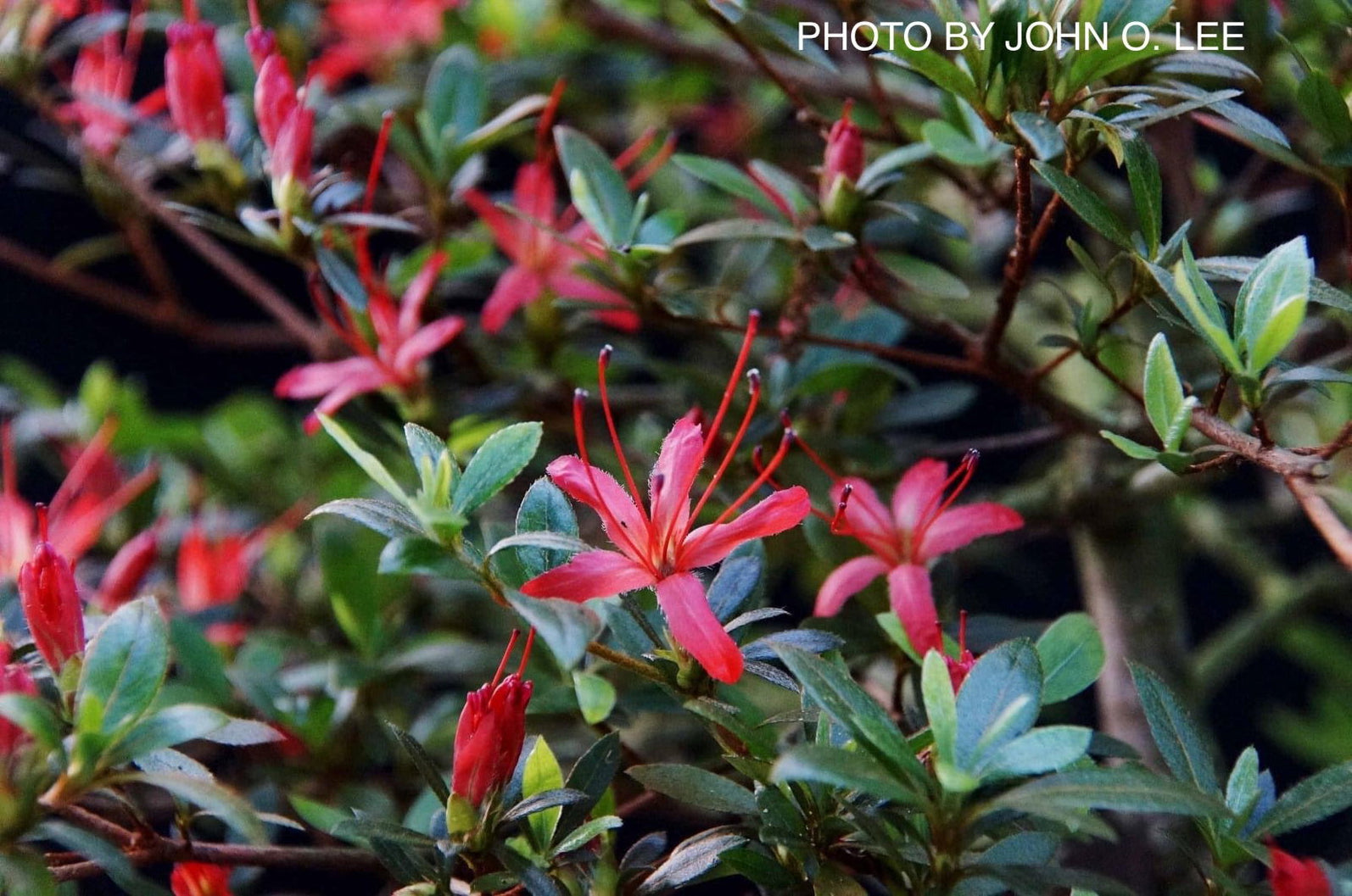 Buy Azalea 'Chojuho’ Red Flowering Satsuki Azalea — Mr Maple │ Buy ...