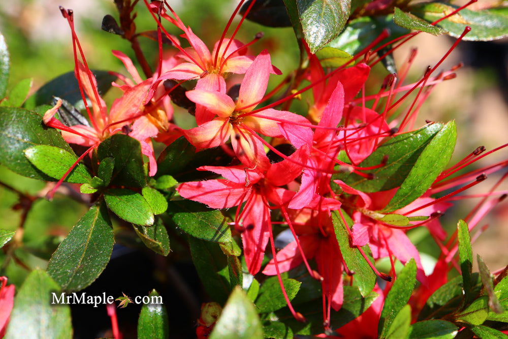 Buy Azalea 'Chojuho’ Red Flowering Satsuki Azalea — Mr Maple │ Buy ...
