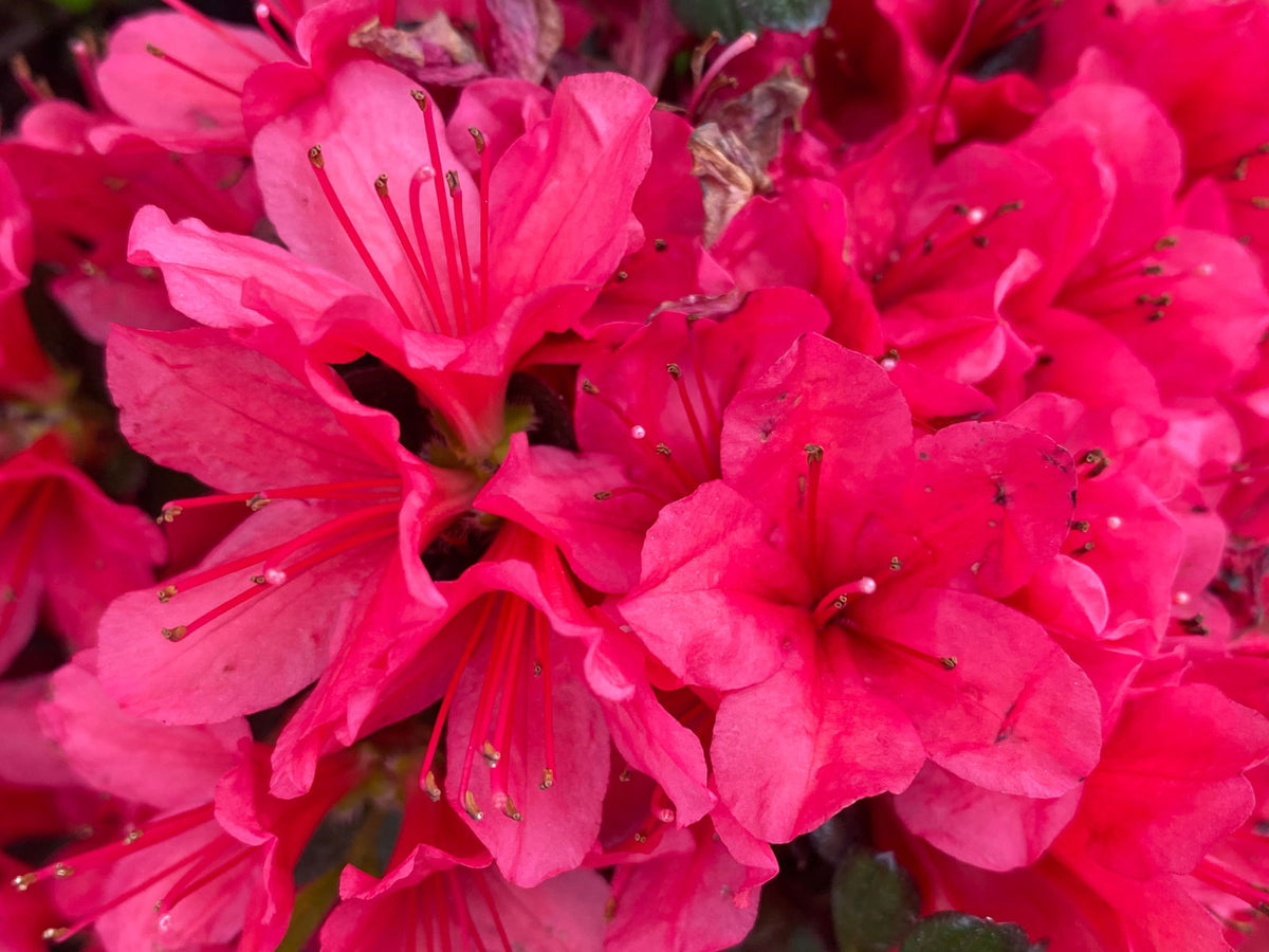 Azalea 'Christmas Cheer’ Imashojo Red Kurume Azalea — Mr Maple │ Buy ...