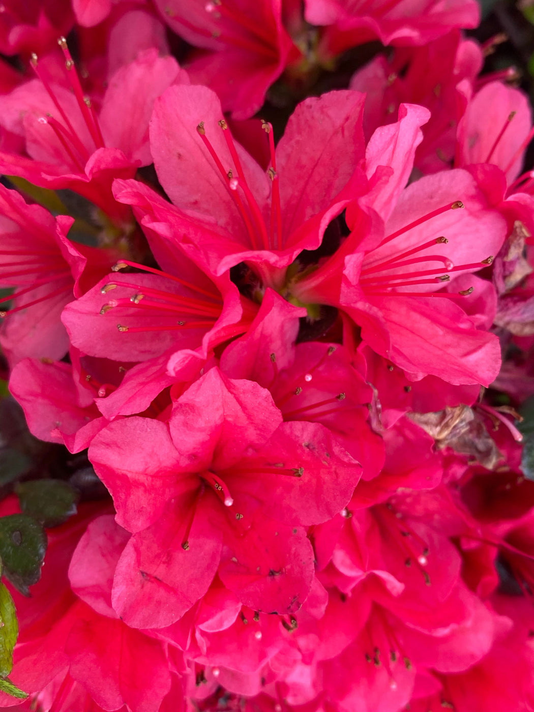 Azalea 'Christmas Cheer’ Imashojo Red Kurume Azalea — Mr Maple │ Buy ...
