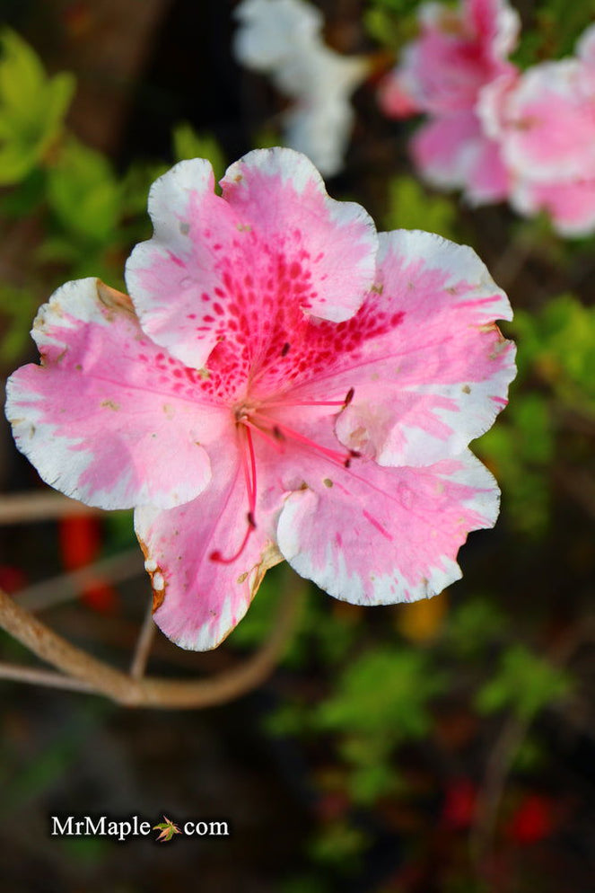 Buy Azalea 'Vibrant’ Pink Variegated Robin Hill Azalea — Mr Maple │ Buy ...