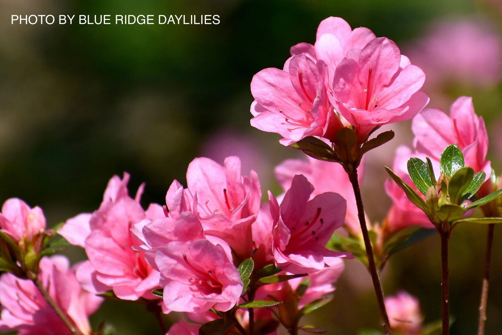 Buy Azalea 'Coral Bells’ Coral Pink Flowering Kurume Azalea — Mr Maple ...