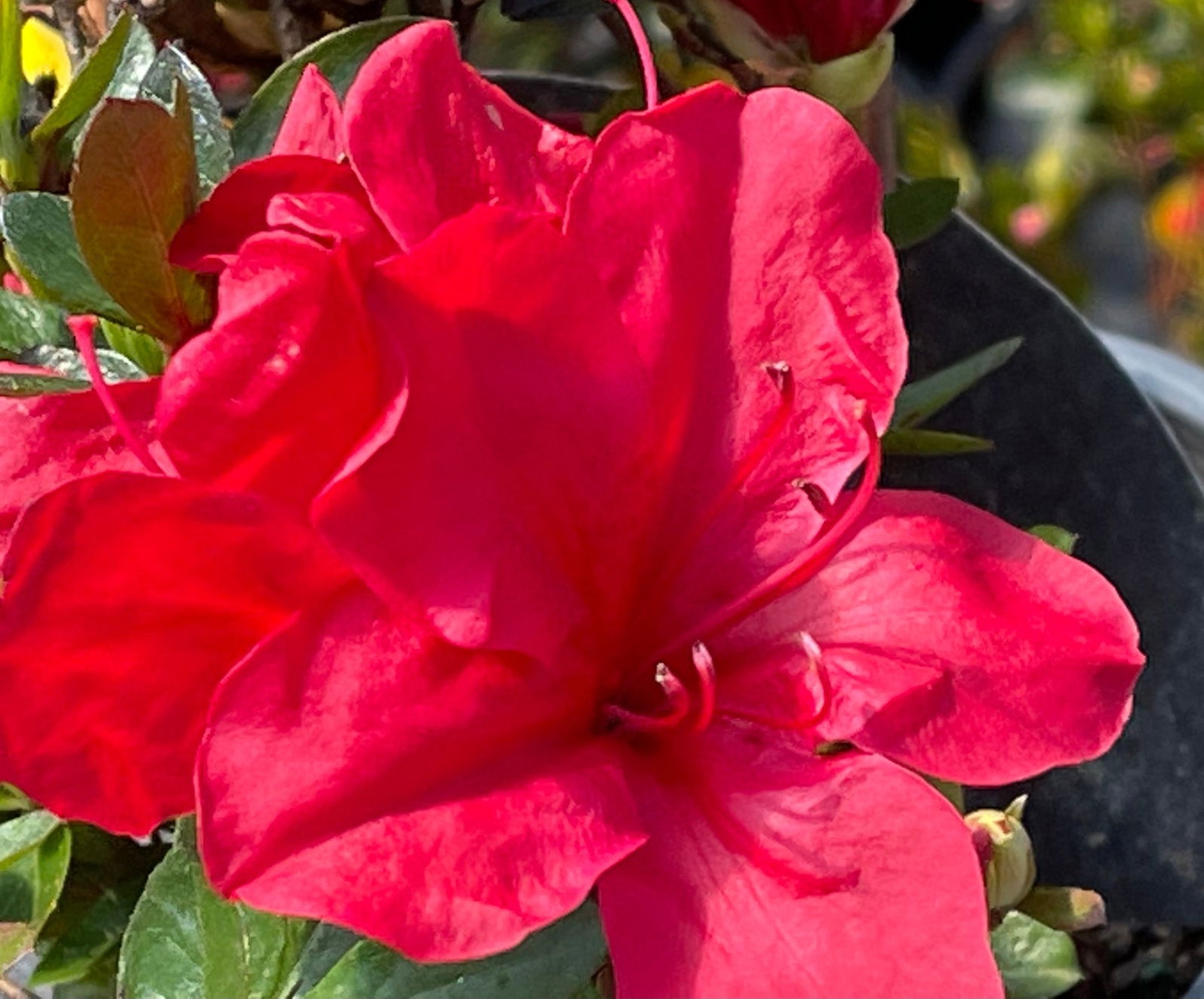 Buy Azalea 'Coronado Red’ Evergreen Native Azalea — Mr Maple │ Buy ...