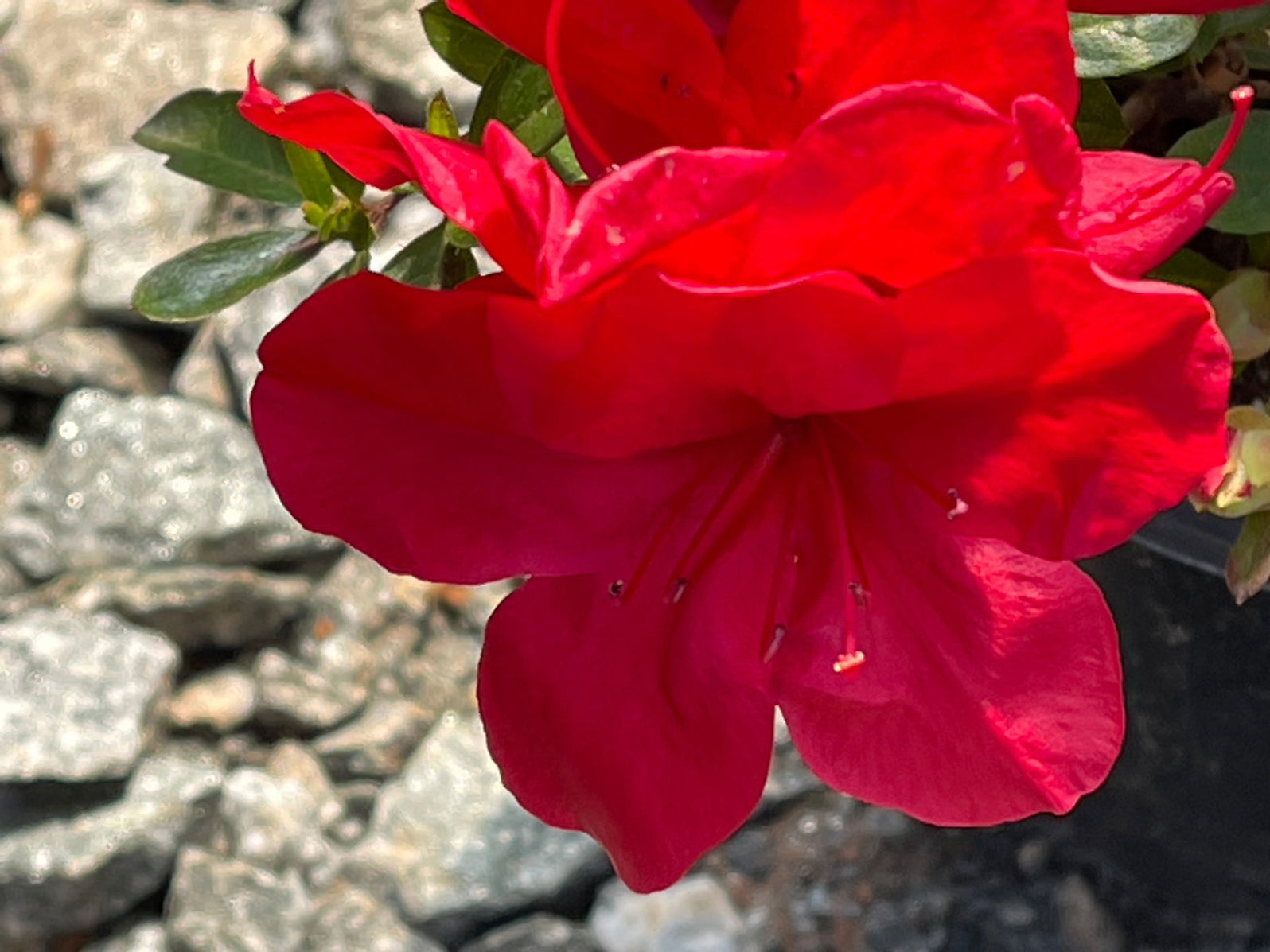 Buy Azalea 'Coronado Red’ Evergreen Native Azalea — Mr Maple │ Buy ...