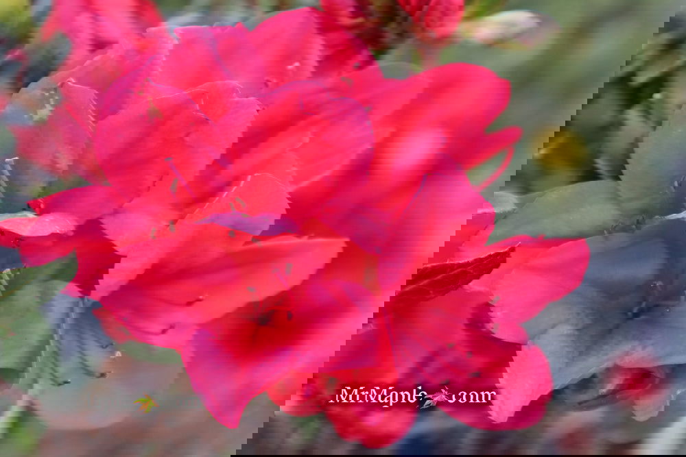 Buy Azalea 'Coronado Red’ Evergreen Native Azalea — Mr Maple │ Buy ...