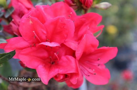 Buy Azalea 'Coronado Red’ Evergreen Native Azalea — Mr Maple │ Buy ...