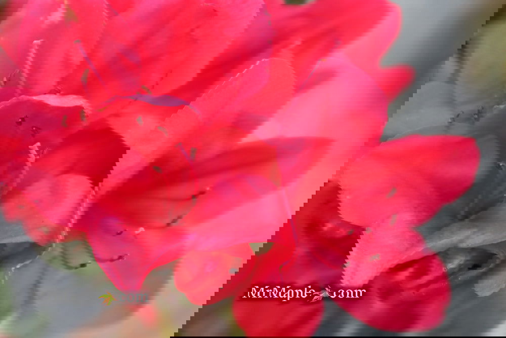 Buy Azalea 'Coronado Red’ Evergreen Native Azalea — Mr Maple │ Buy ...