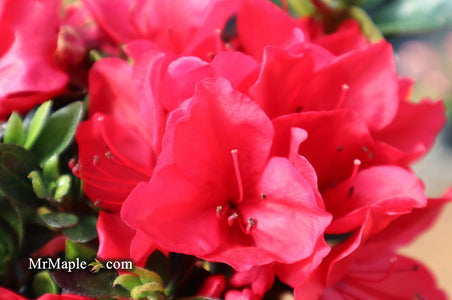 Buy Azalea 'Coronado Red’ Evergreen Native Azalea — Mr Maple │ Buy ...