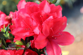 Buy Azalea 'Coronado Red’ Evergreen Native Azalea — Mr Maple │ Buy ...