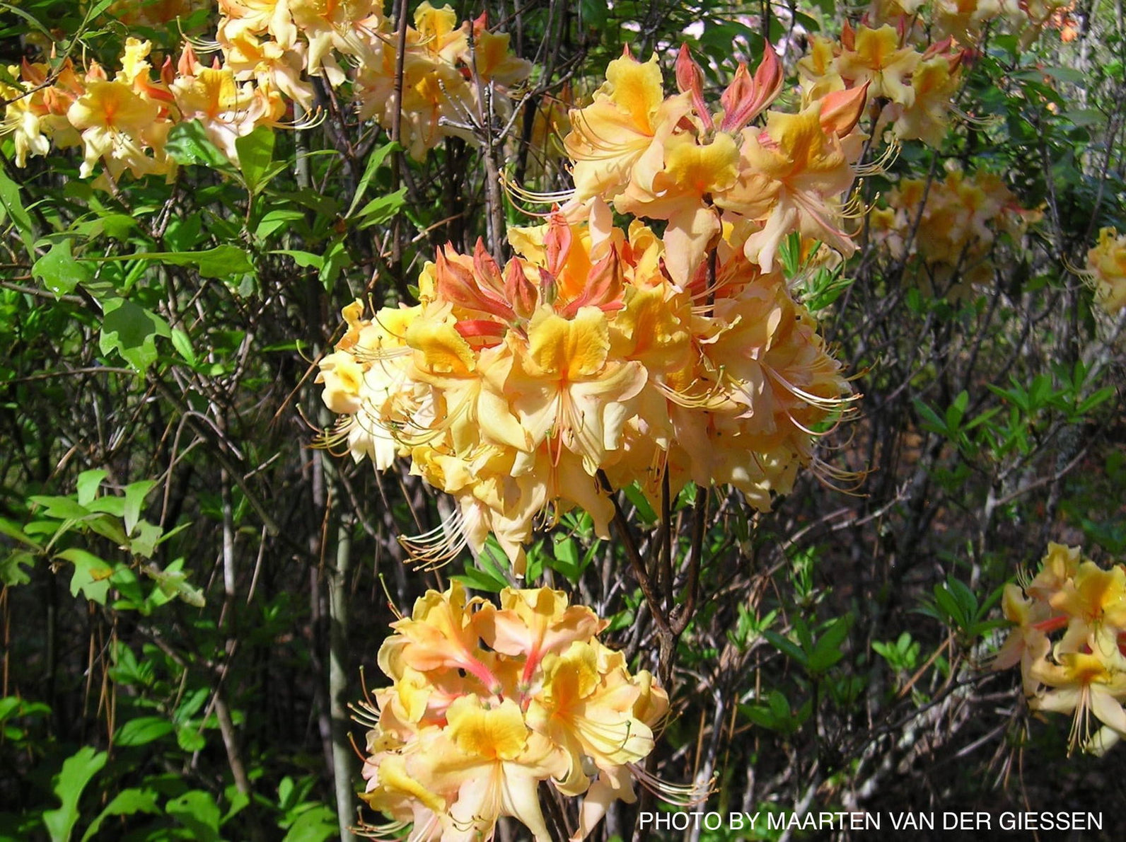 Buy Azalea 'Dancing Rabbit’ Yellow Orange Aromi Hybrid Native Azalea ...