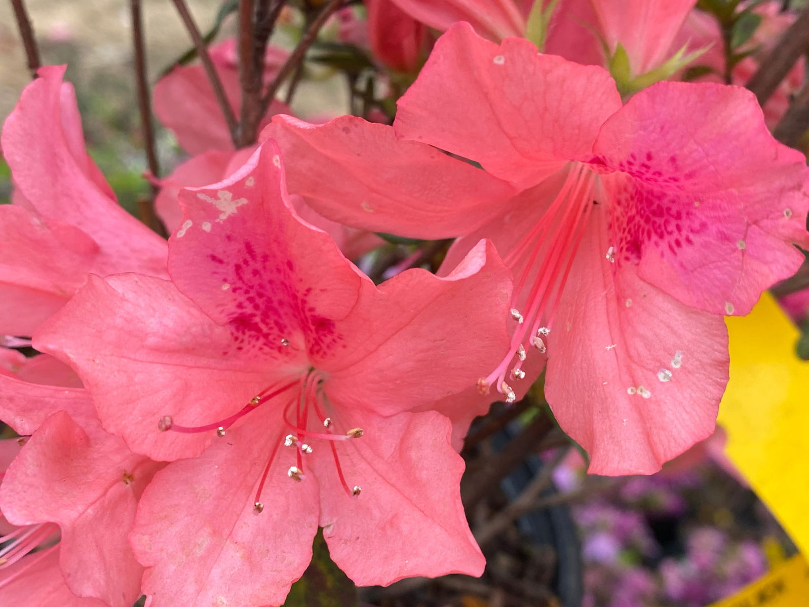 Southern Indica Azaleas — Mr Maple │ Buy Japanese Maple Trees