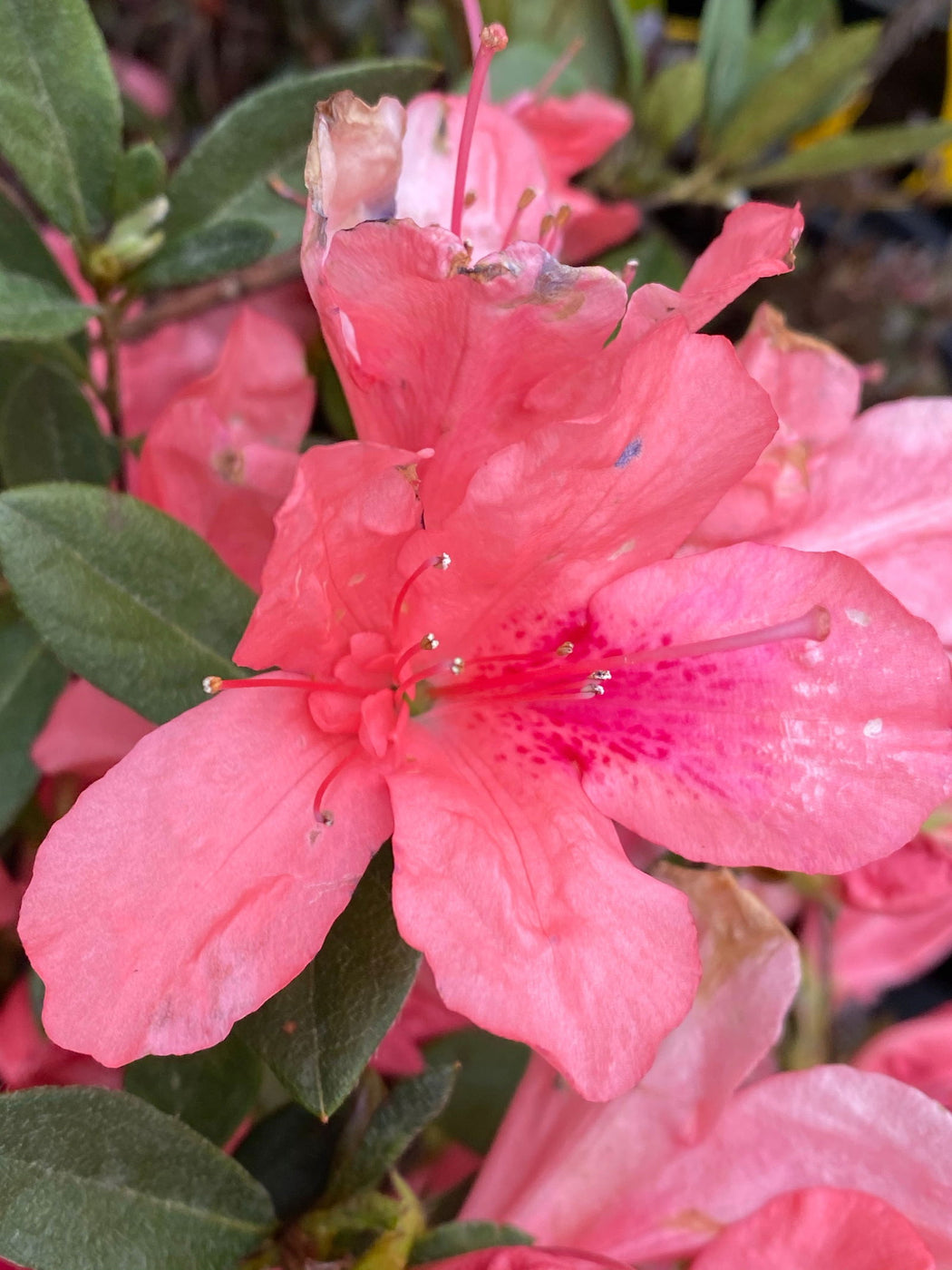 Azalea 'Daphne Salmon’ Pink Southern Indica Azalea — Mr Maple │ Buy ...
