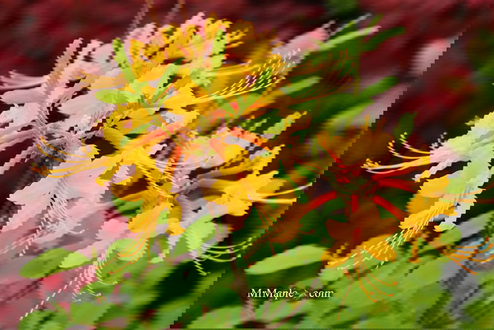 Azalea 'Deep Gold Austrinum’ Orange Flowers Native Azalea — Mr Maple ...