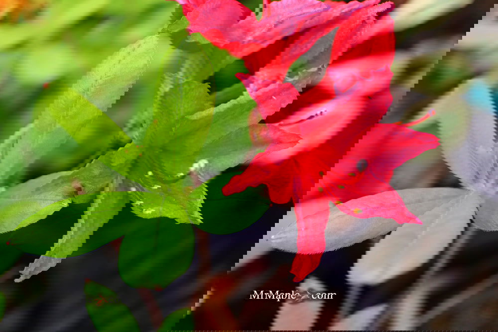 Buy Azalea 'Deep Red #2' Native Azalea — Mr Maple │ Buy Japanese Maple ...