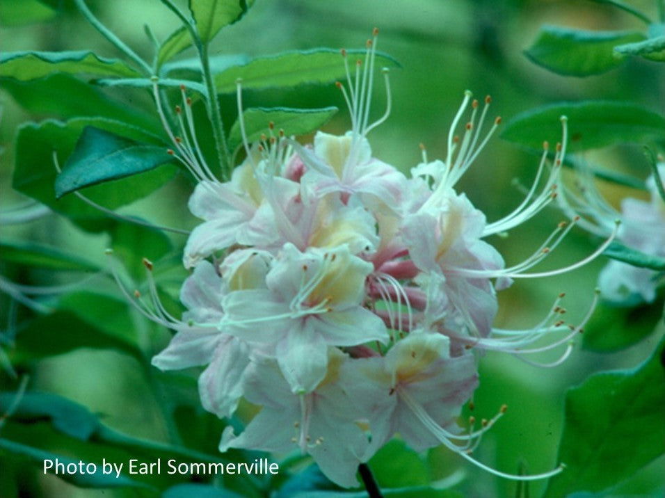 Azalea 'Earl’s Angel’ White w/Pink tones Flowers Native Azalea — Mr ...