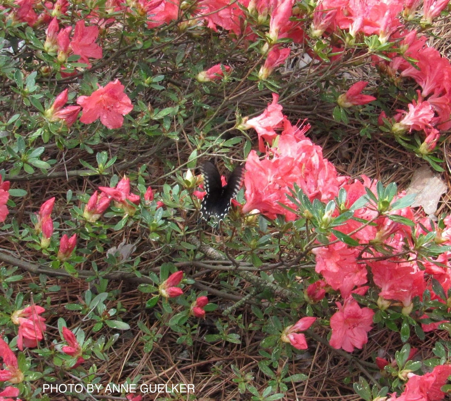 Southern Indica Azaleas — Mr Maple │ Buy Japanese Maple Trees