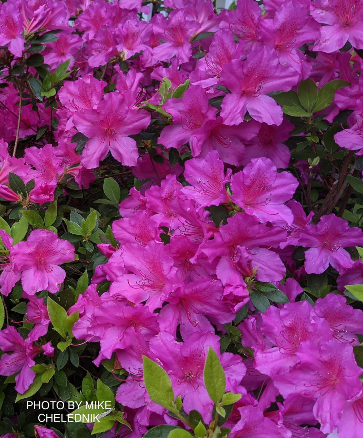 Buy Azalea 'Formosa’ Purple Evergreen Native Azalea — Mr Maple │ Buy ...