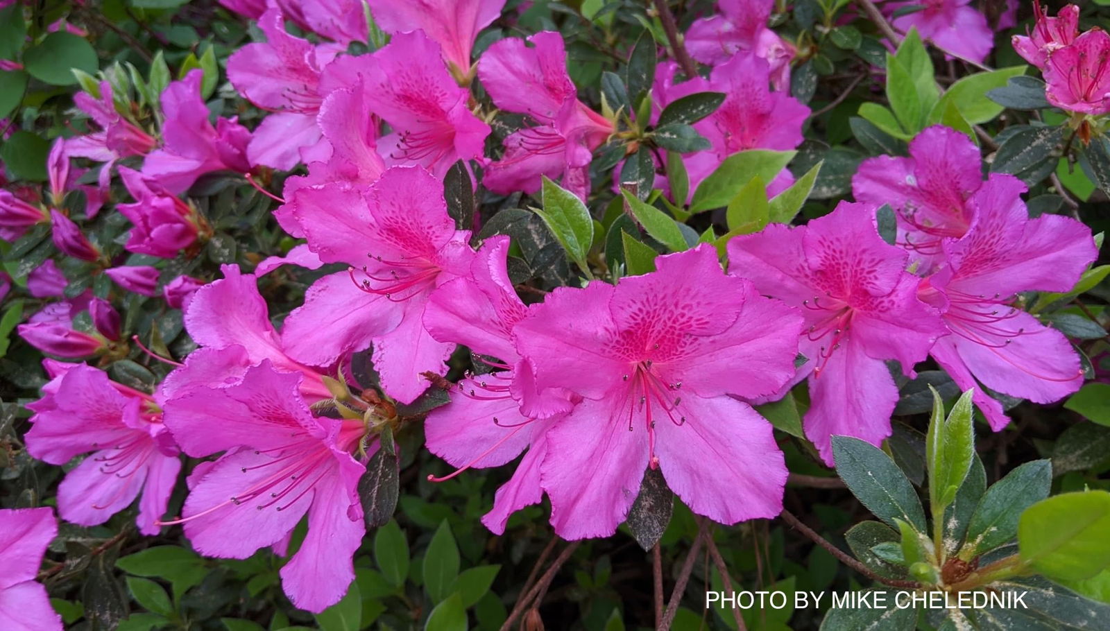 Buy Azalea 'Formosa’ Purple Evergreen Native Azalea — Mr Maple │ Buy ...