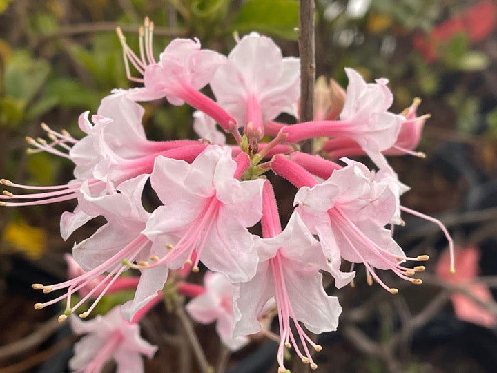 Azalea 'Gadsden County' Piedmont Azalea Native — Mr Maple │ Buy ...