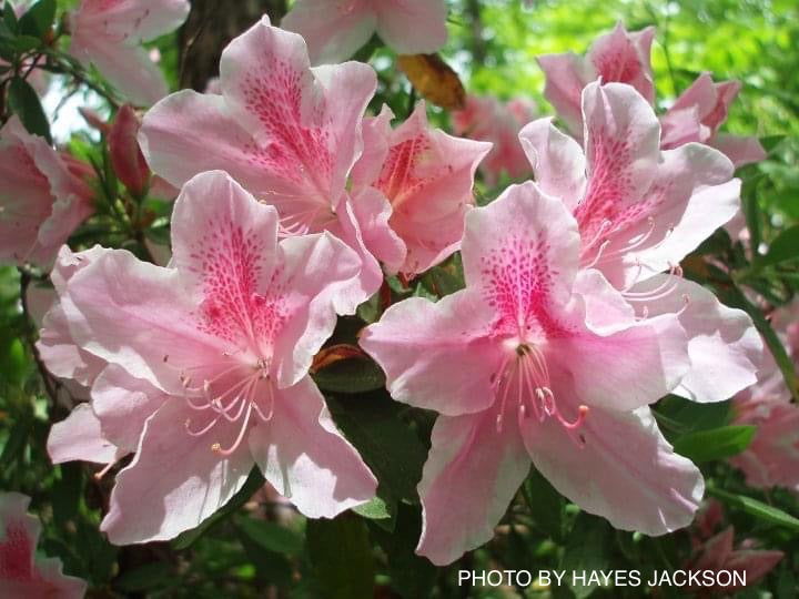 Buiy Azalea 'George Taber’ Tall Southern Indica Azalea — Mr Maple │ Buy ...