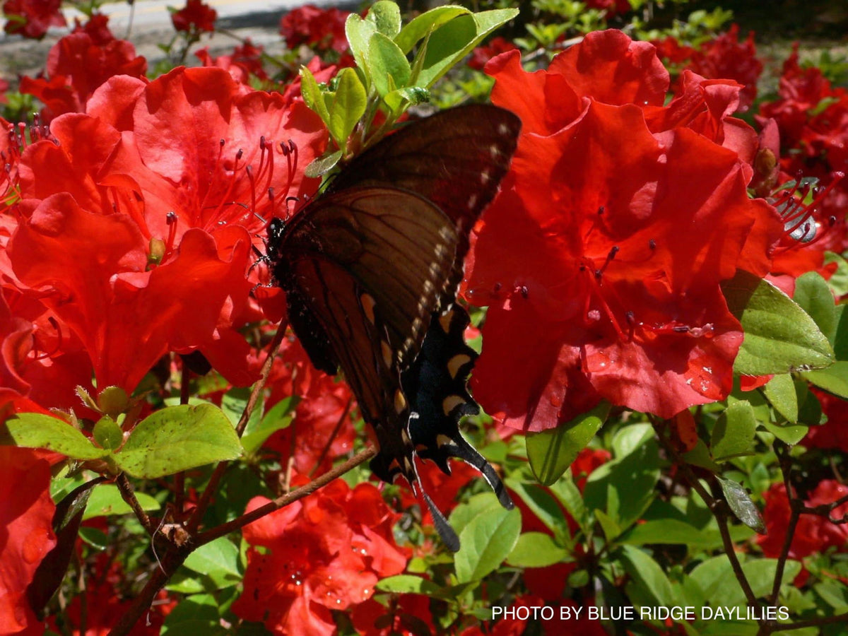 Buy Azalea 'Girard’s Hot Shot' Evergreen Red Flowering Azalea — Mr ...