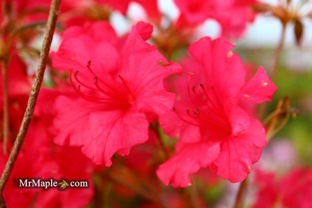 Buy Azalea 'Girard’s Rose' Evergreen Red Flowering Azalea — Mr Maple ...