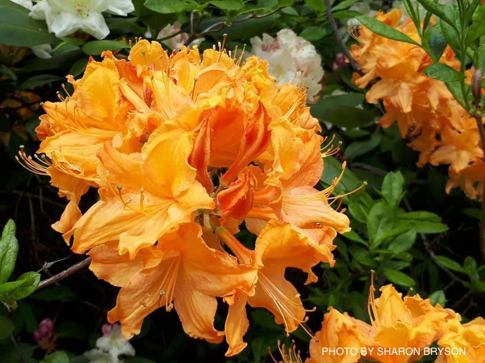 Buy Azalea 'Golden Lights’ Yellow Flowers Deciduous Azalea — Mr Maple ...