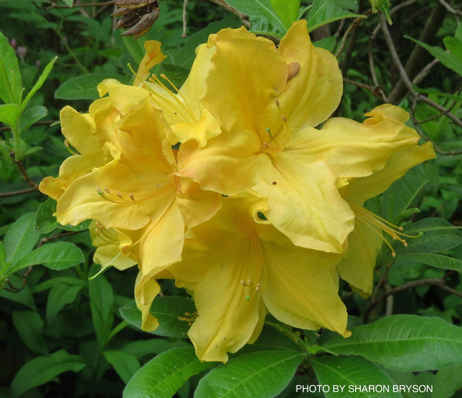 Buy Azalea 'Golden Lights’ Yellow Flowers Deciduous Azalea — Mr Maple ...