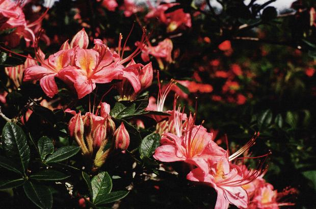 Buy Azalea 'Gregory Candy Stripe’ Oconee Native Azalea — Mr Maple │ Buy ...