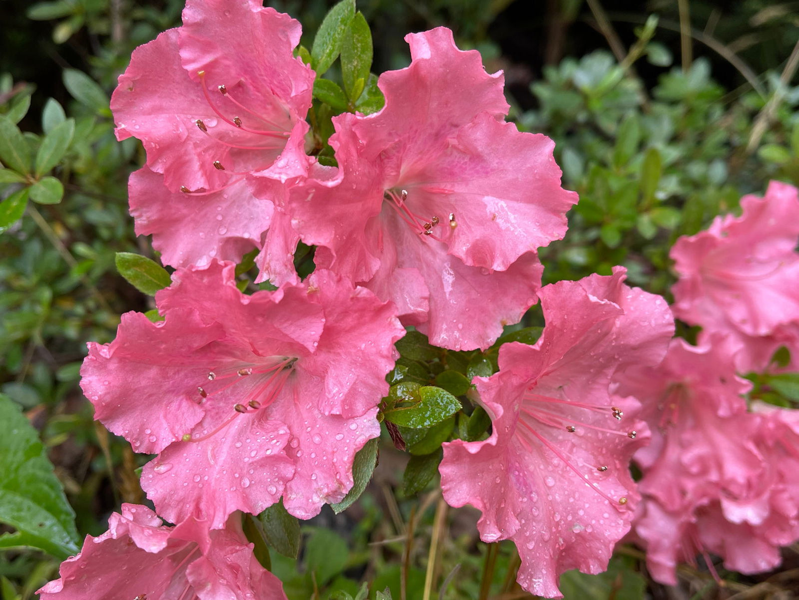 Buy Azaleas and Rhododendron — Mr Maple │ Buy Japanese Maple Trees