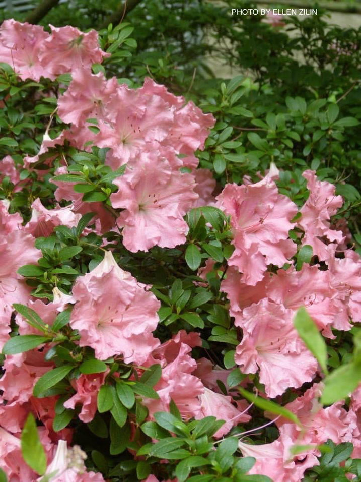 Buy Azaleas and Rhododendron — Mr Maple │ Buy Japanese Maple Trees