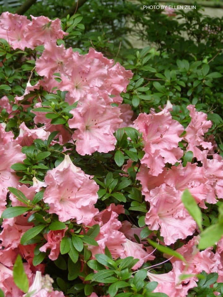 Buy Azalea 'Gumpo Pink’ Light Pink Satsuki Azalea — Mr Maple │ Buy ...