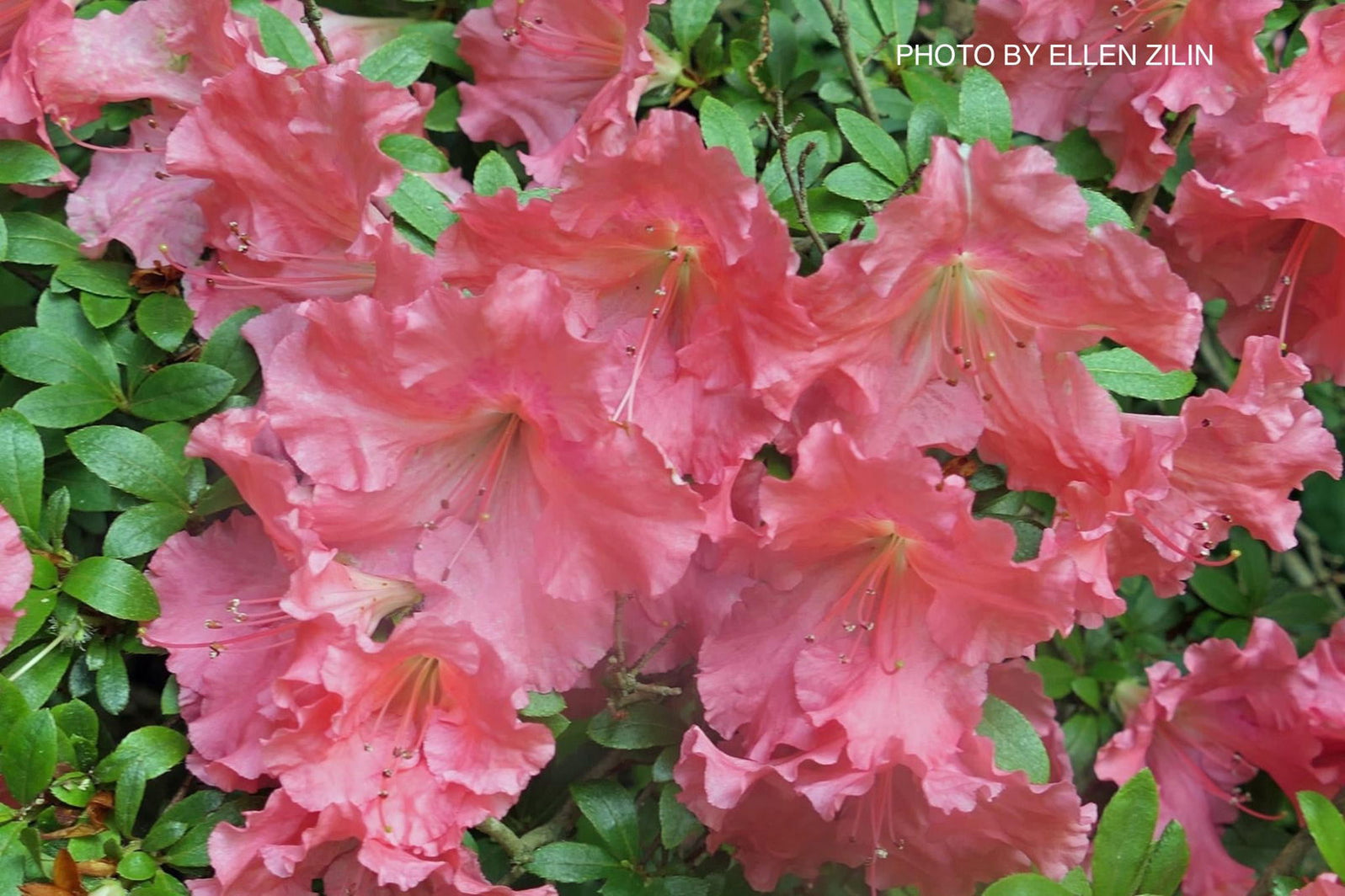 Buy Azalea 'Gumpo Pink’ Light Pink Satsuki Azalea — Mr Maple │ Buy ...