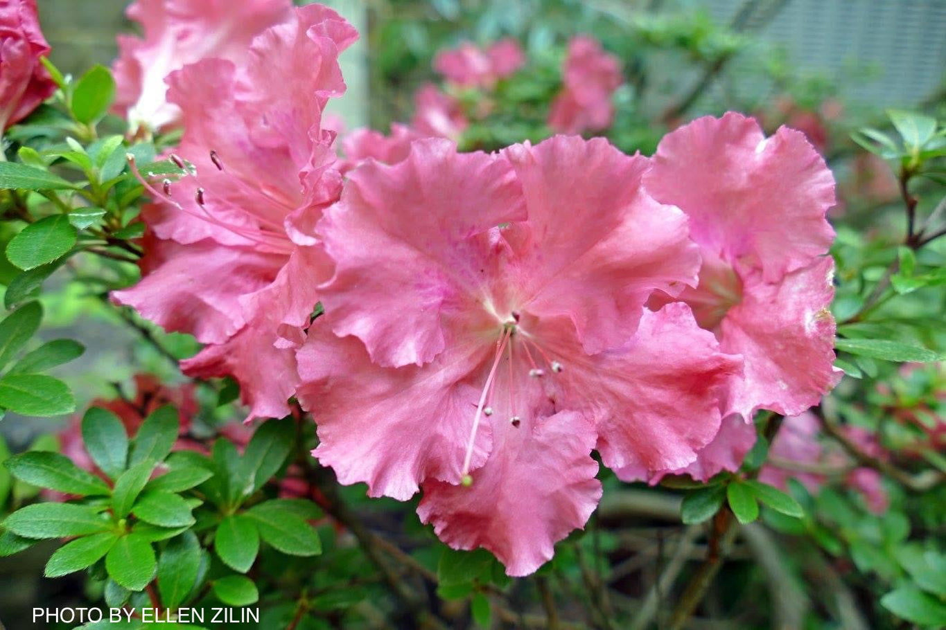 Buy Azalea 'Gumpo Pink’ Light Pink Satsuki Azalea — Mr Maple │ Buy ...