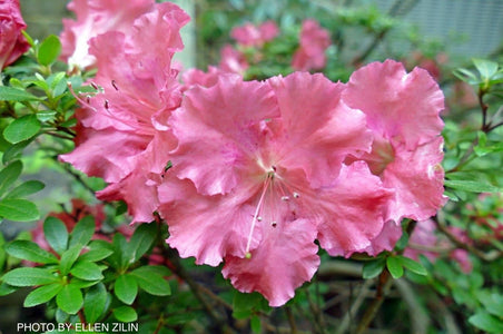 Buy Azalea 'Gumpo Pink’ Light Pink Satsuki Azalea — Mr Maple │ Buy ...